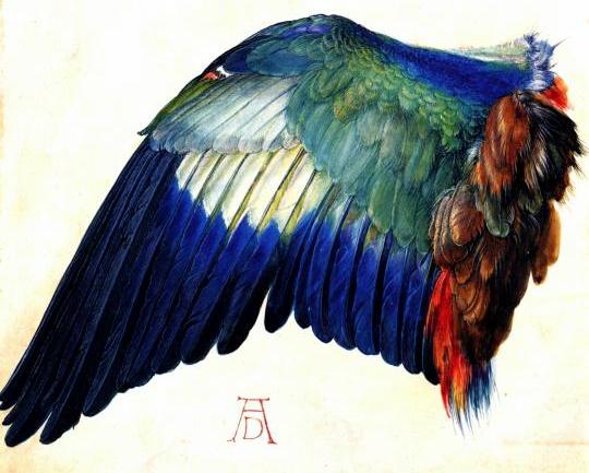 Sue F - Drawing Learning Log: Animals- Leonardo, Durer.